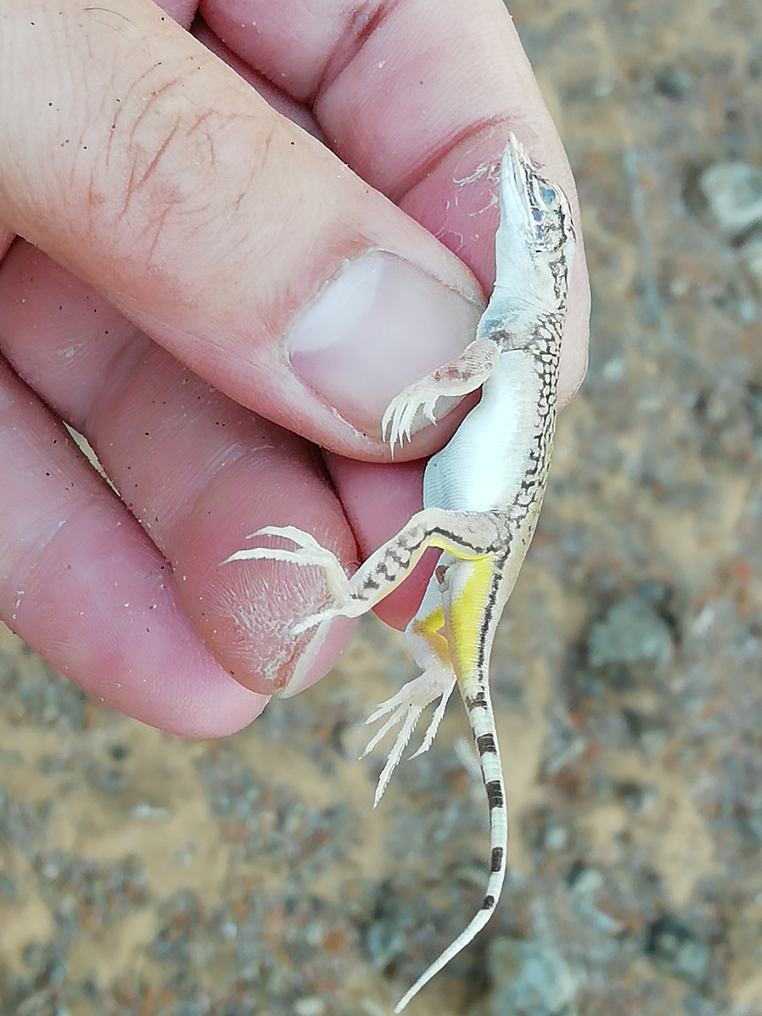 Meroles anchietae (Bocage, 1867)