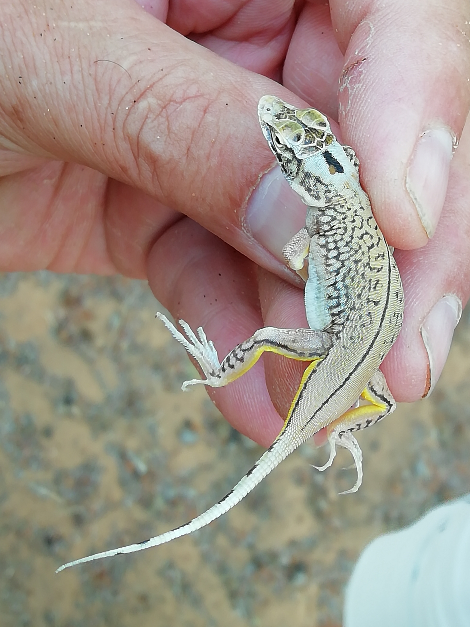 Meroles anchietae (Bocage, 1867)