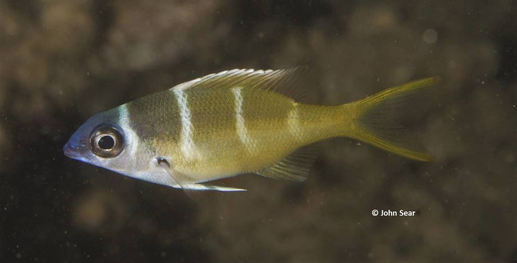 Emperor Breams (Lethrinidae) - Marine Life Identification
