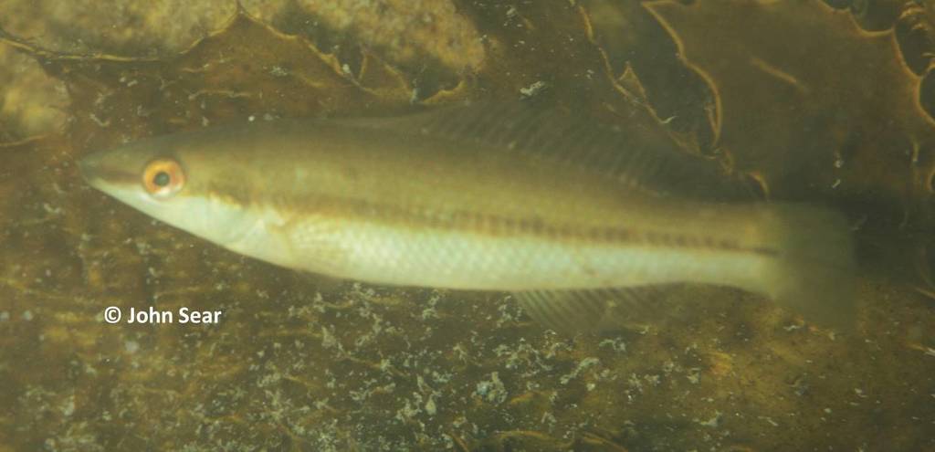 Little Weed Whiting (Fishes of Cabbage Tree Bay Aquatic Reserve, Sydney ...
