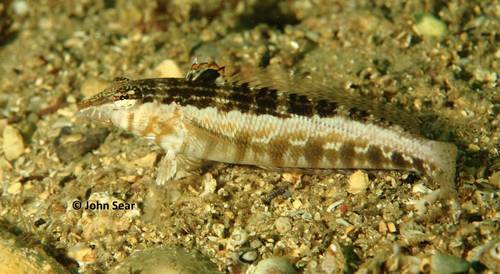 Southern Grubfish (Fishes of Cabbage Tree Bay Aquatic Reserve, Sydney ...