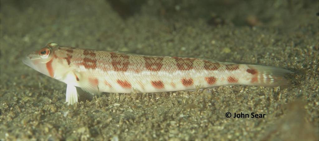 Pinkbanded Grubfish (Fishes of Cabbage Tree Bay Aquatic Reserve, Sydney ...