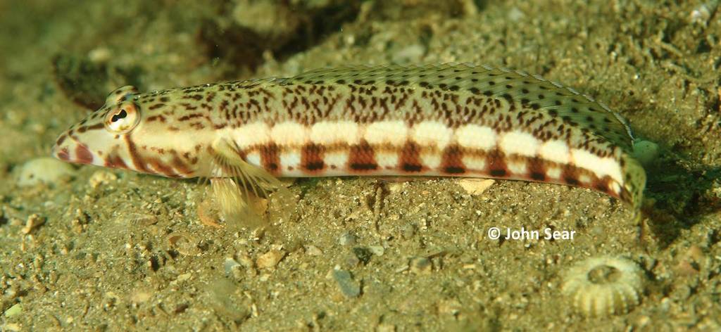 Whitestreak Grubfish (Fishes of Cabbage Tree Bay Aquatic Reserve ...