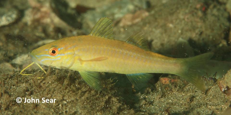 Goldsaddle Goatfish (Fishes of Cabbage Tree Bay Aquatic Reserve, Sydney ...