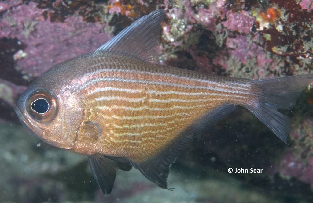 Bigscale Bullseye (Fishes of Cabbage Tree Bay Aquatic Reserve, Sydney ...
