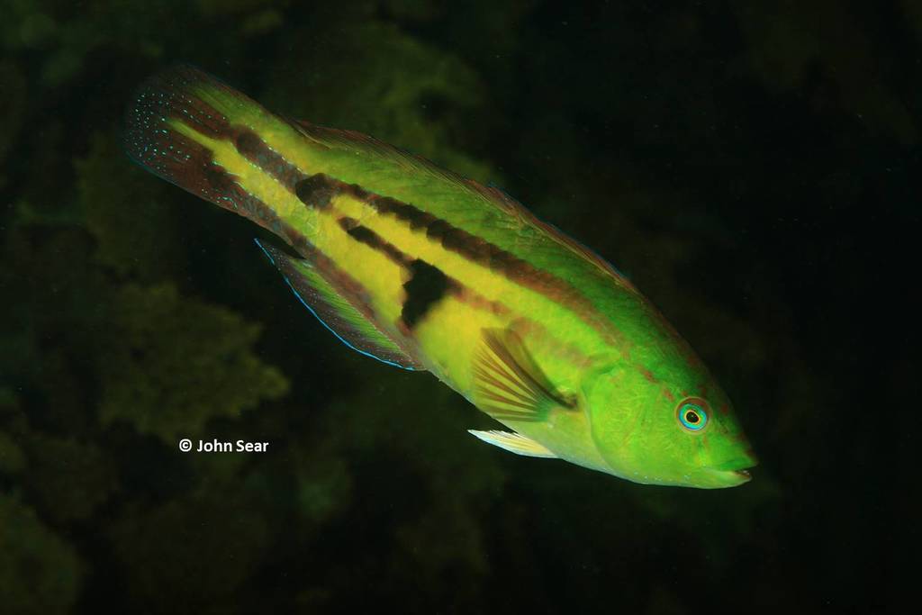 Senator Wrasse (Fish of Randwick Council costal area: Coogee Beach and ...