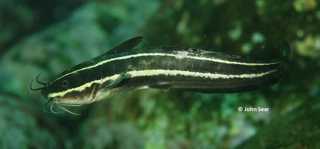 Striped Eel Catfish (Fishes of Cabbage Tree Bay Aquatic Reserve, Sydney ...