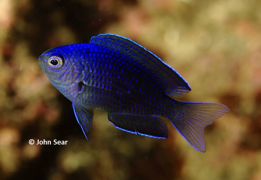 Australian Damsel (Pomacentrus australis) - Marine Life Identification