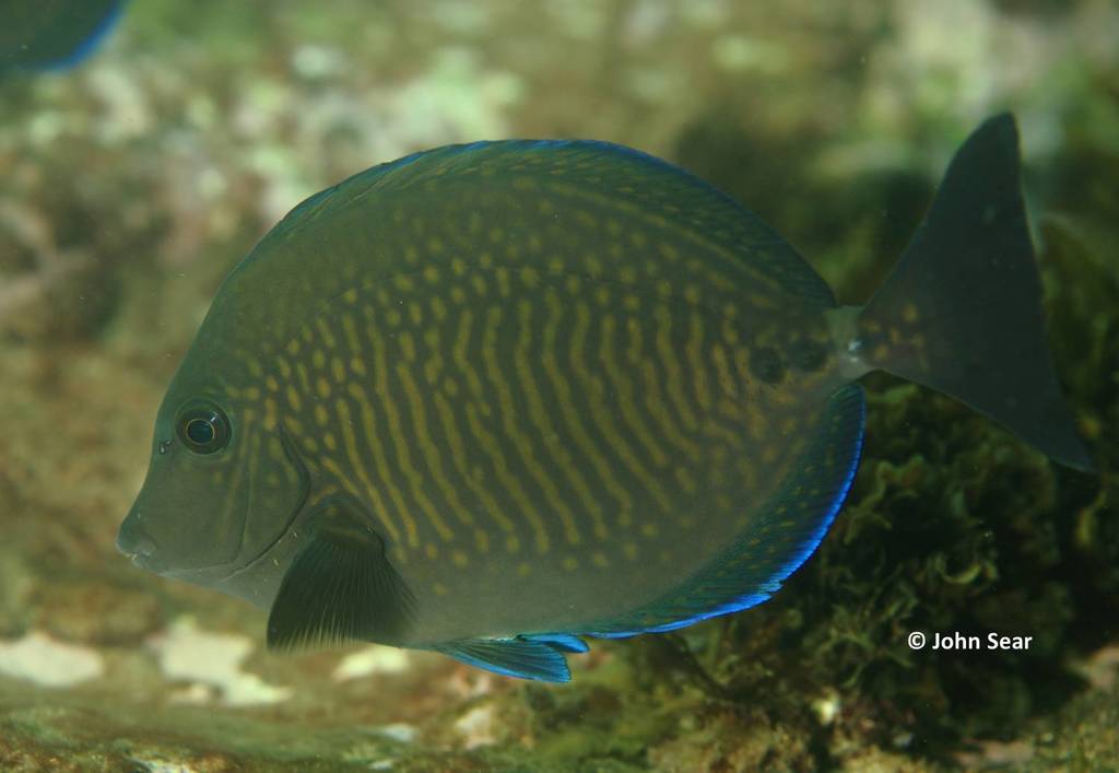 Spotted Sawtail (Fishes of Cabbage Tree Bay Aquatic Reserve, Sydney ...