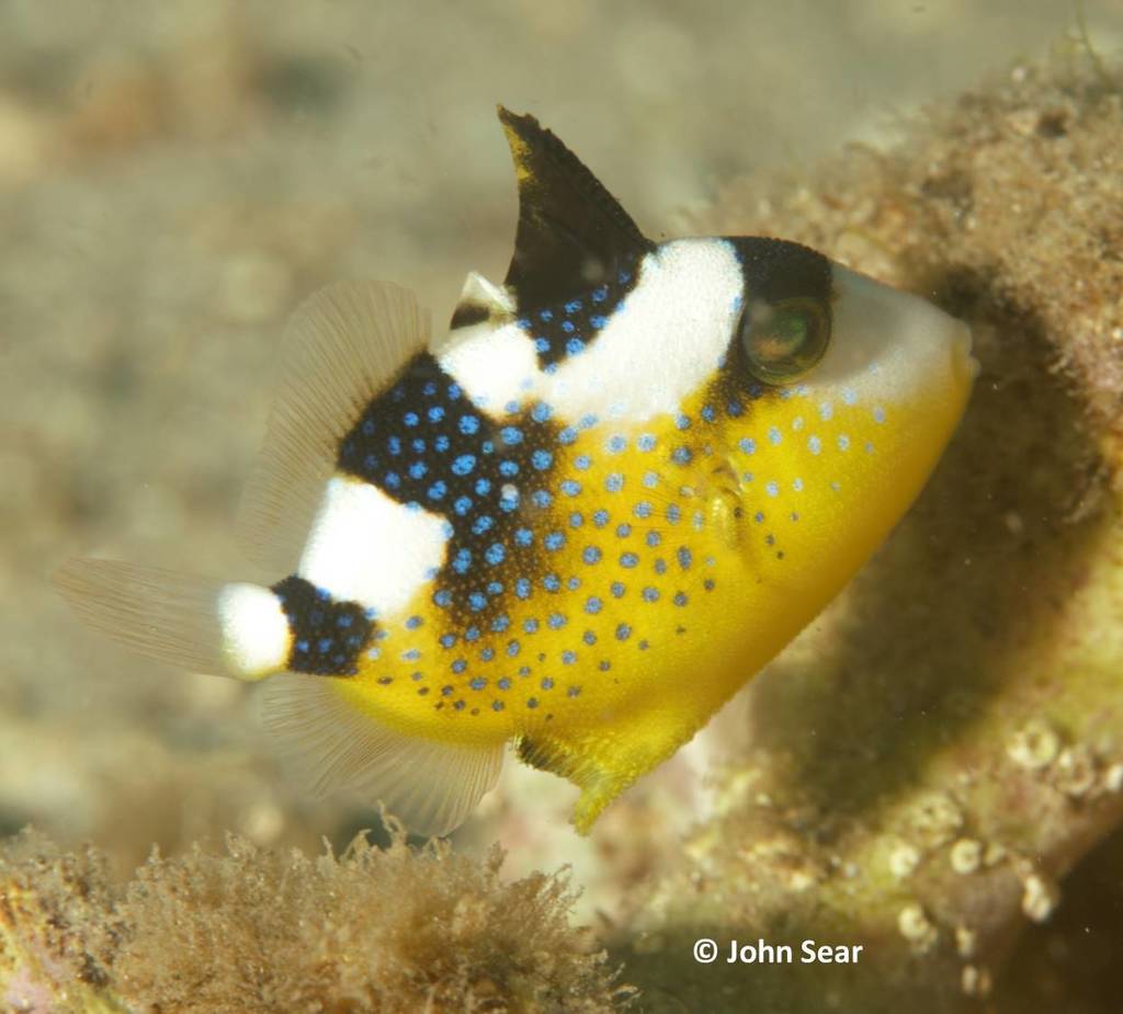 Blue Triggerfish (Fishes of Cabbage Tree Bay Aquatic Reserve, Sydney ...