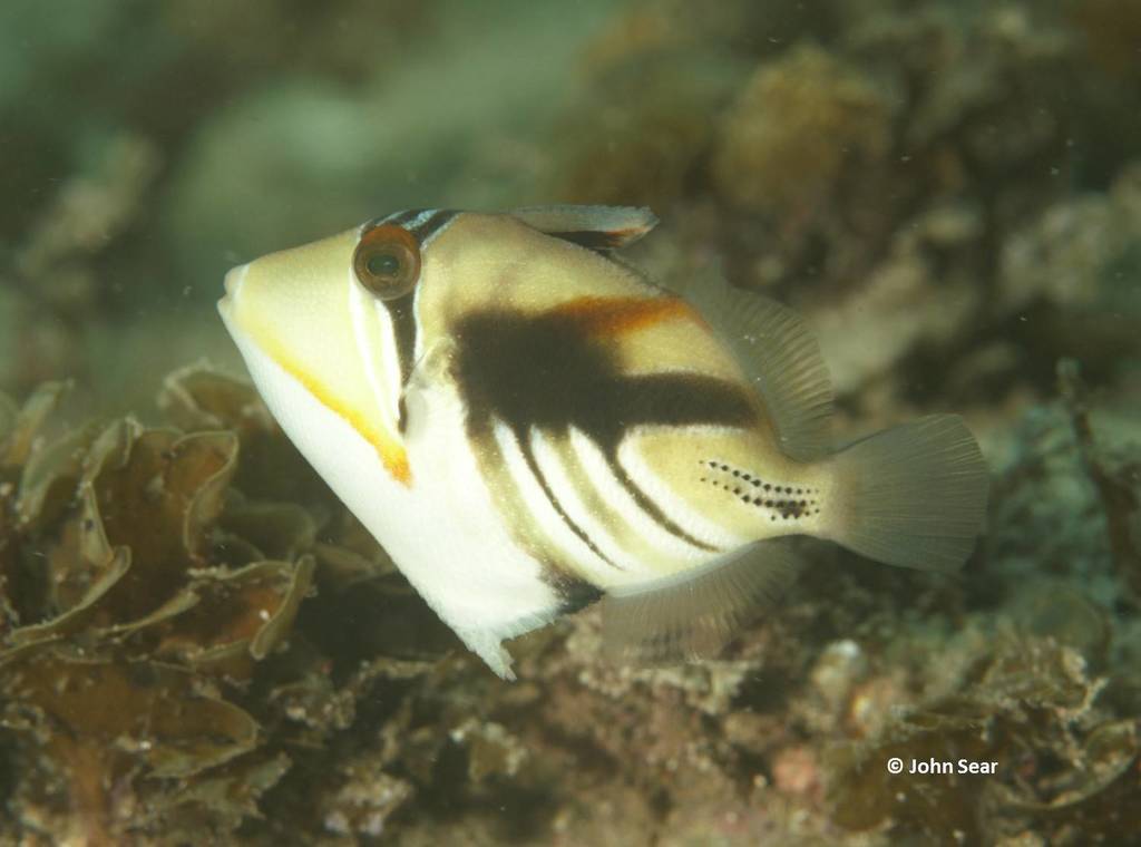 Lagoon Triggerfish (Fishes of Cabbage Tree Bay Aquatic Reserve, Sydney) · iNaturalist