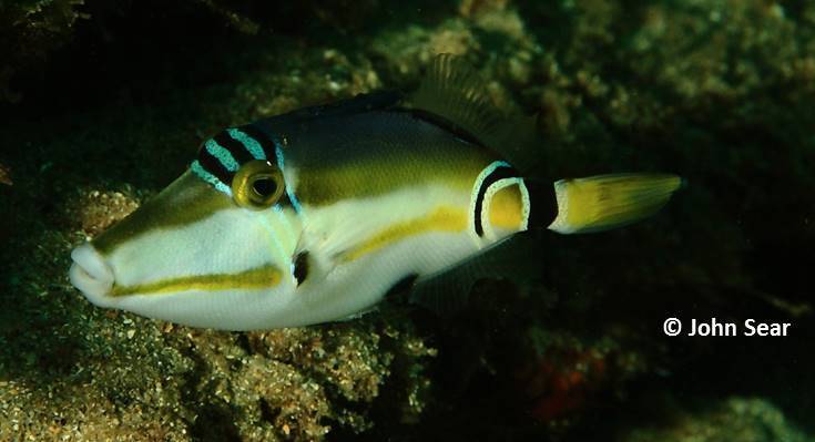 Halfmoon Triggerfish from Cabbage Tree Bay, AU-NS-MN, AU-NS, AU on May ...