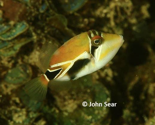 Wedgetail Triggerfish from Cabbage Tree Bay, AU-NS-MN, AU-NS, AU on ...