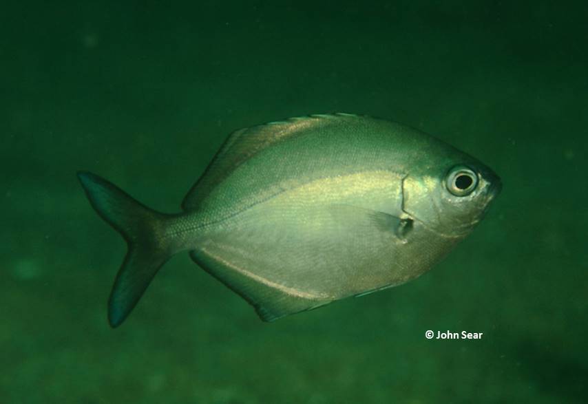 Silver Sweep from Cabbage Tree Bay, AU-NS-MN, AU-NS, AU on January 3 ...