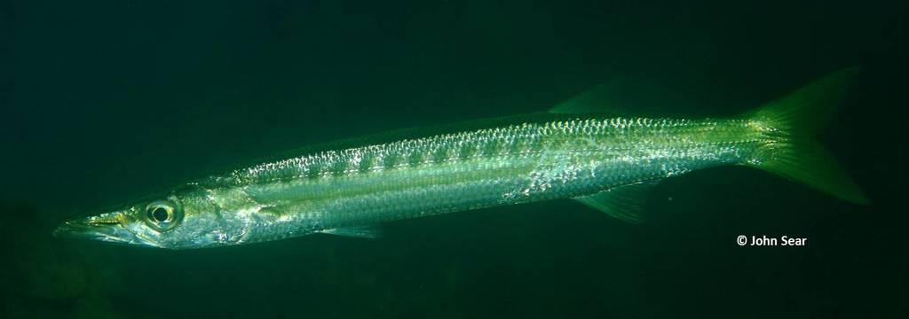 Striped Barracuda from Cabbage Tree Bay, AU-NS-MN, AU-NS, AU on October ...