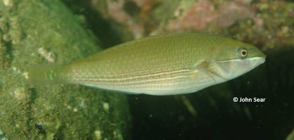 Three-line Wrasse from Cabbage Tree Bay, AU-NS-MN, AU-NS, AU on May 4 ...