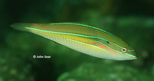 Three-line Wrasse (Fishes of Cabbage Tree Bay Aquatic Reserve, Sydney ...