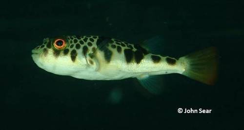 Smooth Toadfish (Fishes of Cabbage Tree Bay Aquatic Reserve, Sydney ...