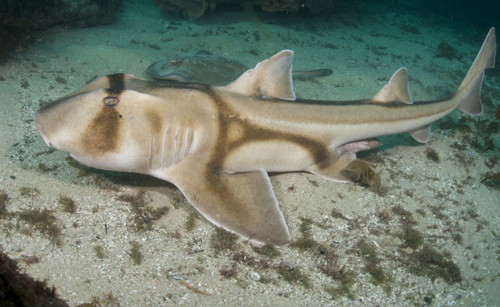 Port Jackson Shark (Heterodontus portusjacksoni) - Marine Life ...