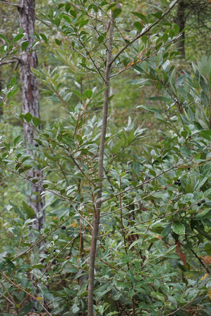 Large Gallberry (Ilex coriacea) - Botanical Realm