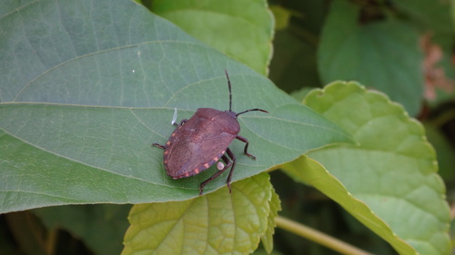 Coridius fuscus · iNaturalist