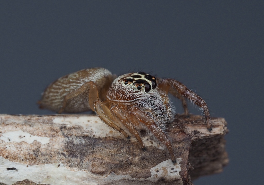 Cyclops Jumping Spider from Kaeo, New Zealand on October 03, 2019 at 02 ...