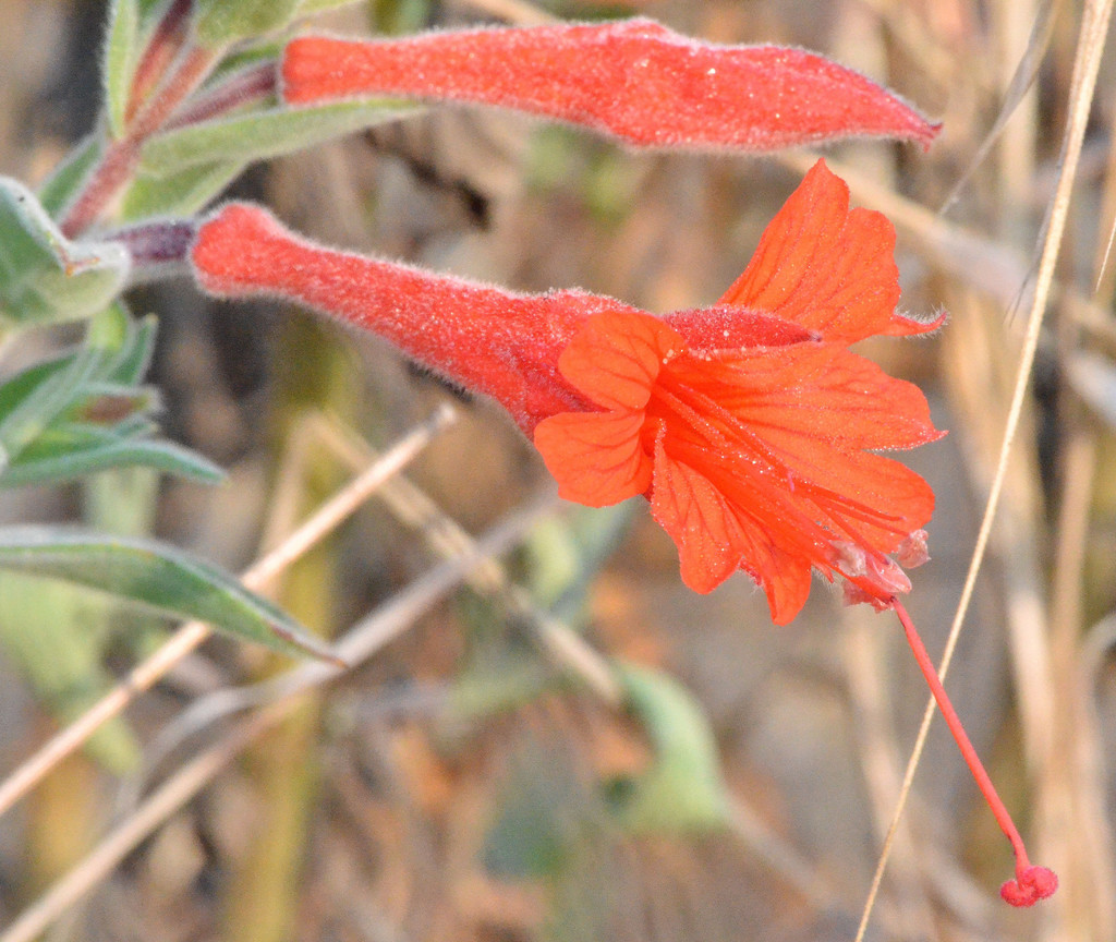 California Fuschia (John McLaren Park - San Francisco, CA) · iNaturalist