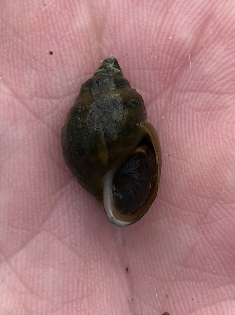 Compact Elimia (Gastropods of the United States Pt.3) · iNaturalist