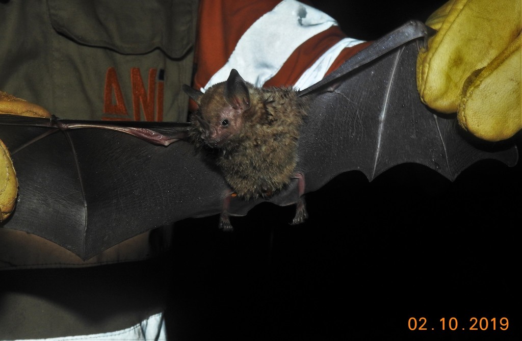 Murciélago cola corta sedosa desde Cisneros, Antioquia, Colombia el 02 ...