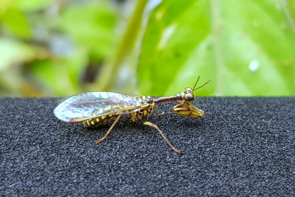 Mantidflies from Pantai, Negeri Sembilan, Malaysia on October 6, 2019 ...