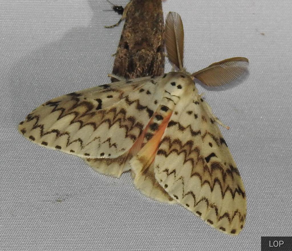 Underwing, Tiger, Tussock, and Allied Moths from Assam 788727, India on ...