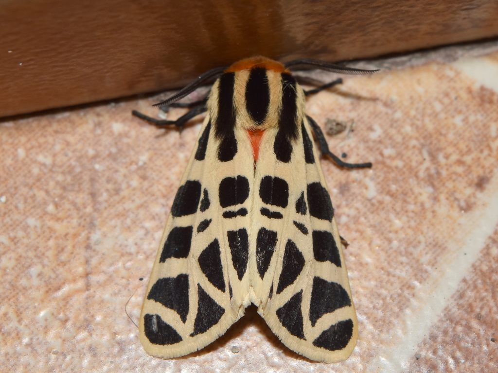 Mexican Tiger Moth from Residencial Floresta, Irapuato, Gto., México on ...