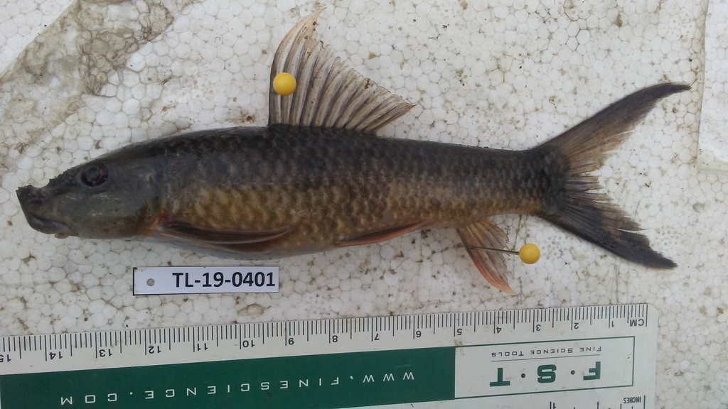 Labeo nasus from Tshopo, Democratic Republic of the Congo on July 30 ...