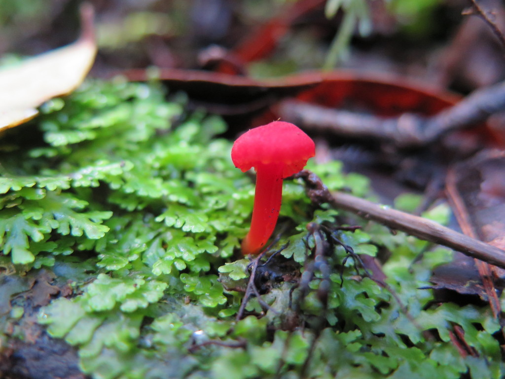 Waxcaps from Fiordland National Park, New Zealand on April 23, 2019 at ...
