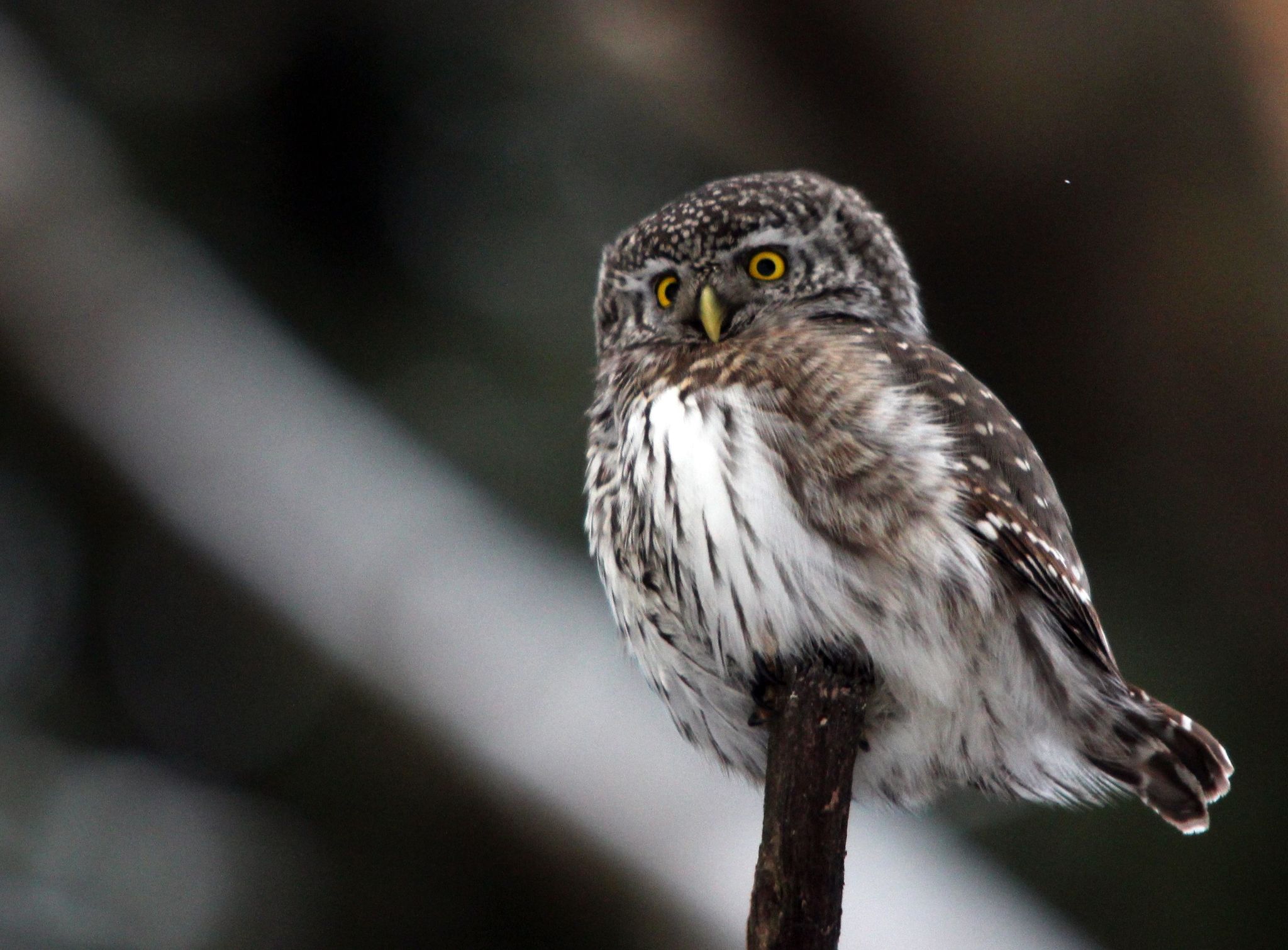 Northern Pygmy Owl Call