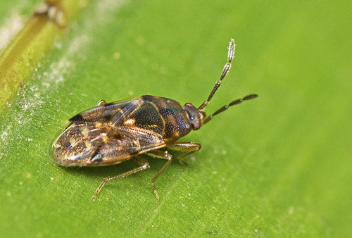 Botocudo ornatulus · iNaturalist