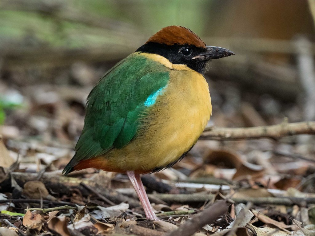 Noisy Pitta (Blue Mountains Birds) · iNaturalist