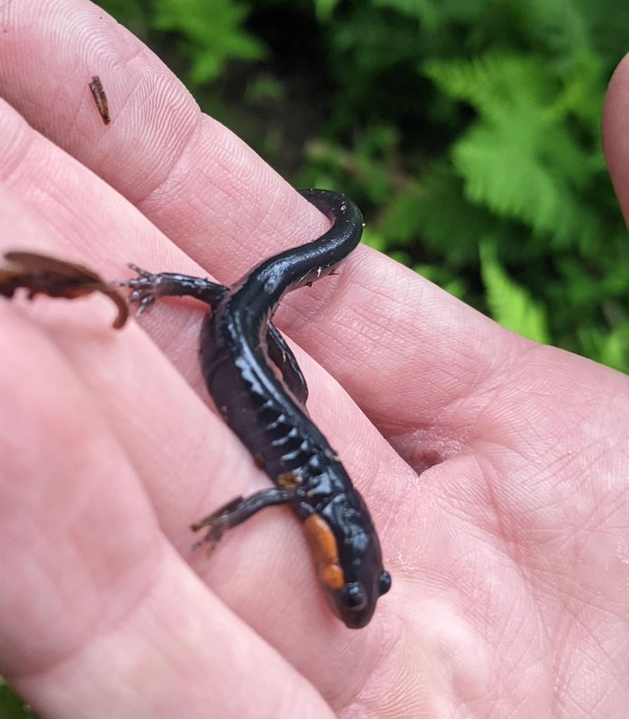 Red-cheeked Salamander in July 2025 by Joe · iNaturalist