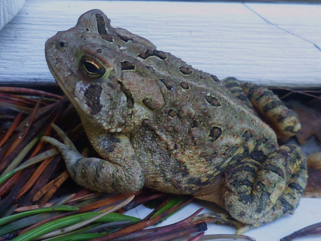 Fowler's Toad (Adkins Arboretum) · iNaturalist