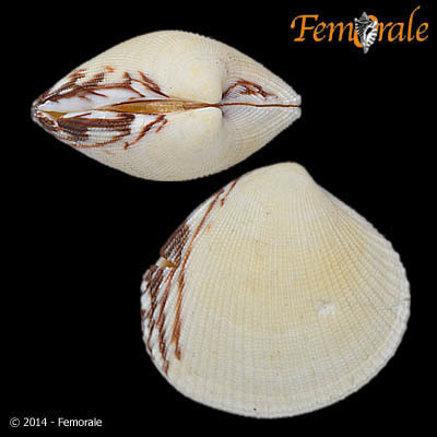 Genus Protothaca · iNaturalist