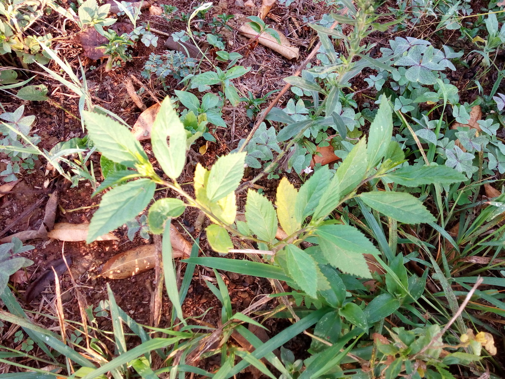 flannel weed from Gasabo, Umujyi wa Kigali, Rwanda on September 24 ...