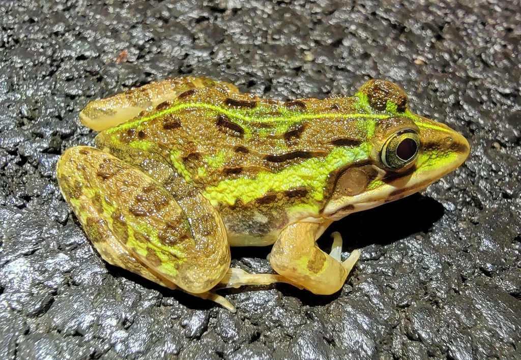 Indus Valley Bullfrog from South Goa, IN-GA, IN on July 9, 2025 at 12: ...
