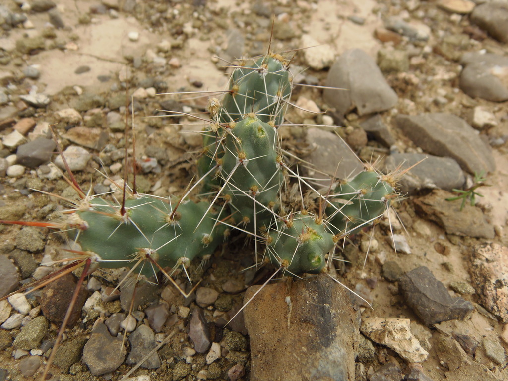 cholla abrojo de Texas (Cactaceas de Chihuahua) · iNaturalist