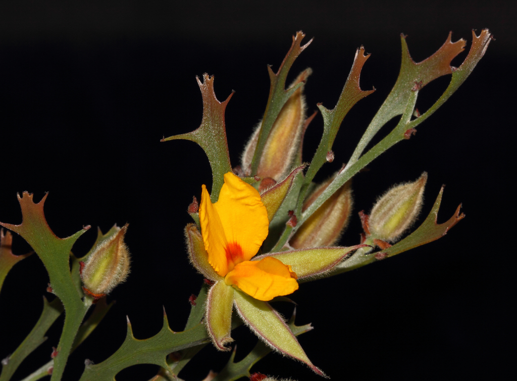 (Jacksonia) - Botanical Realm