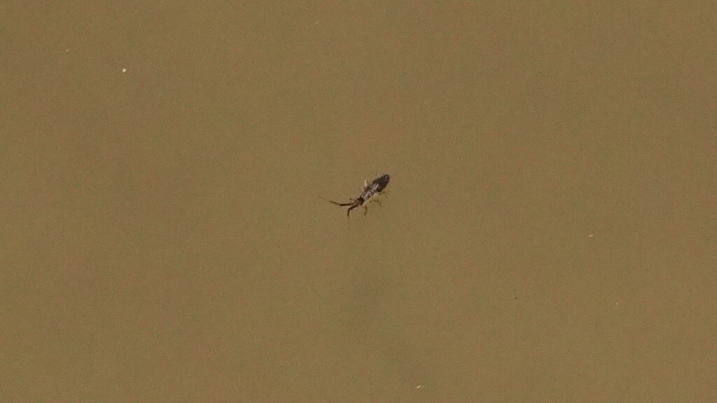 Paronellidae from SGNP MSEB on July 1, 2025 at 07:41 AM by Dinesh ...