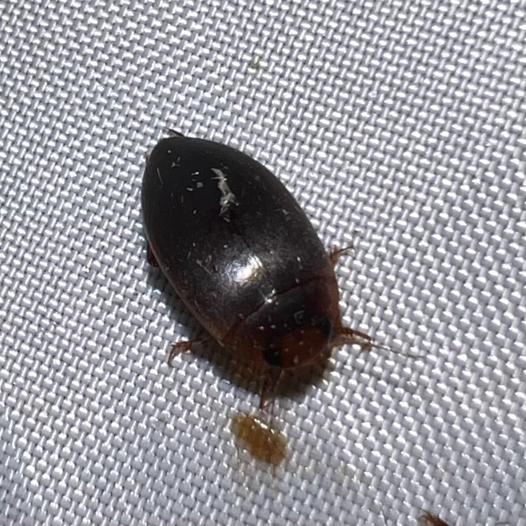 Agabetes acuductus in July 2025 by solomon v. hendrix · iNaturalist