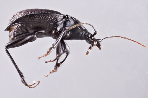 Leng's False Snail-eating Beetle (Subspecies Sphaeroderus canadensis ...