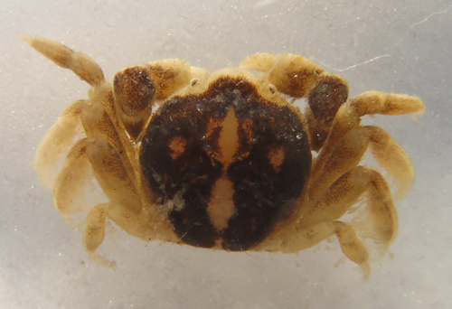 Mussel Crab (Pinnotheres maculatus) · iNaturalist