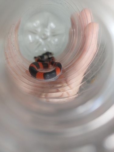 Forest Flame Snake (Oxyrhopus petolarius) - Snakes and Lizards