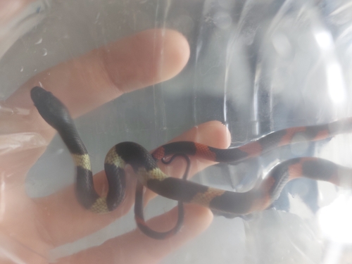 Forest Flame Snake (Oxyrhopus petolarius) - Snakes and Lizards